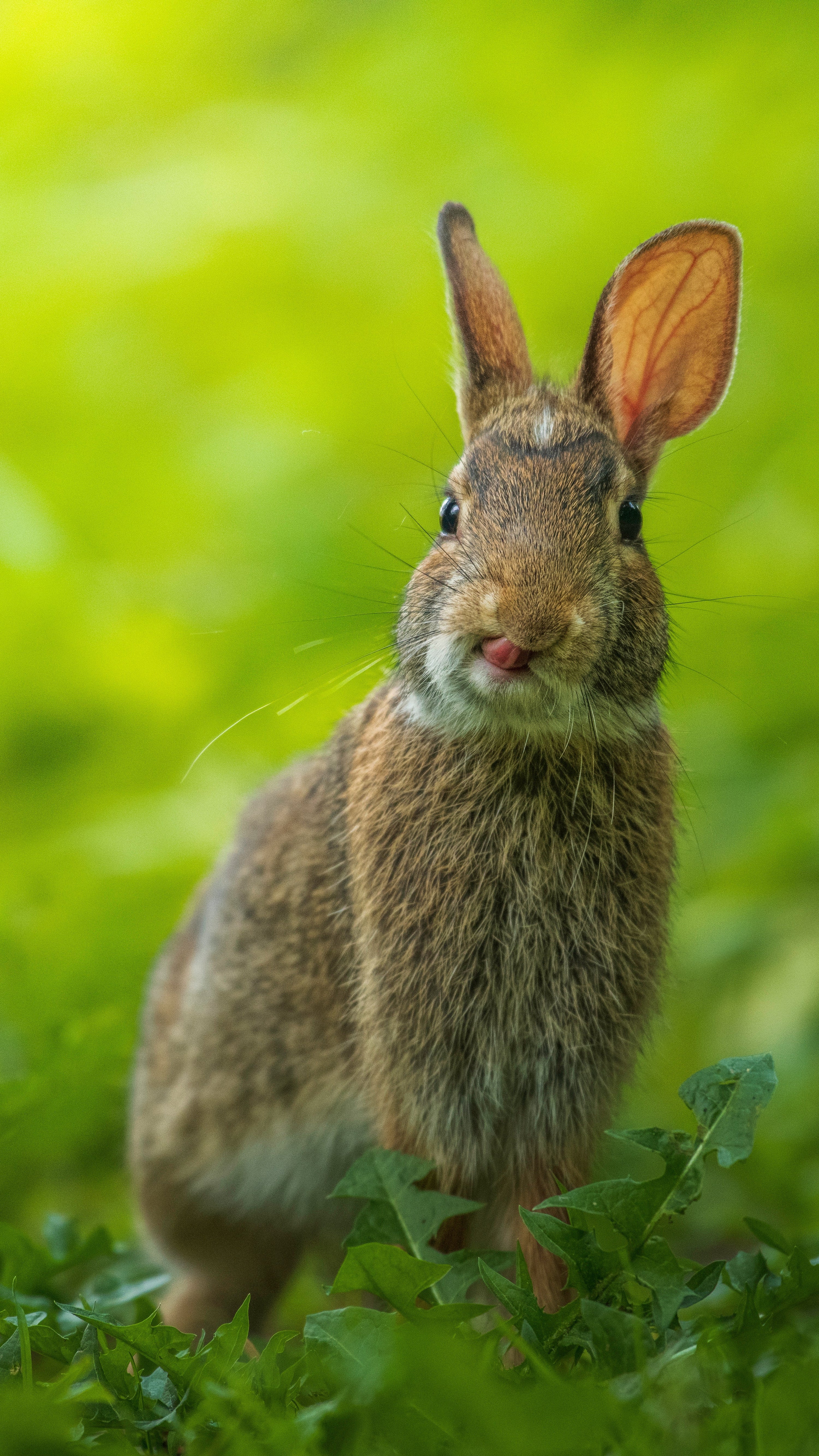 Hares are an important and iconic species of the British countryside.