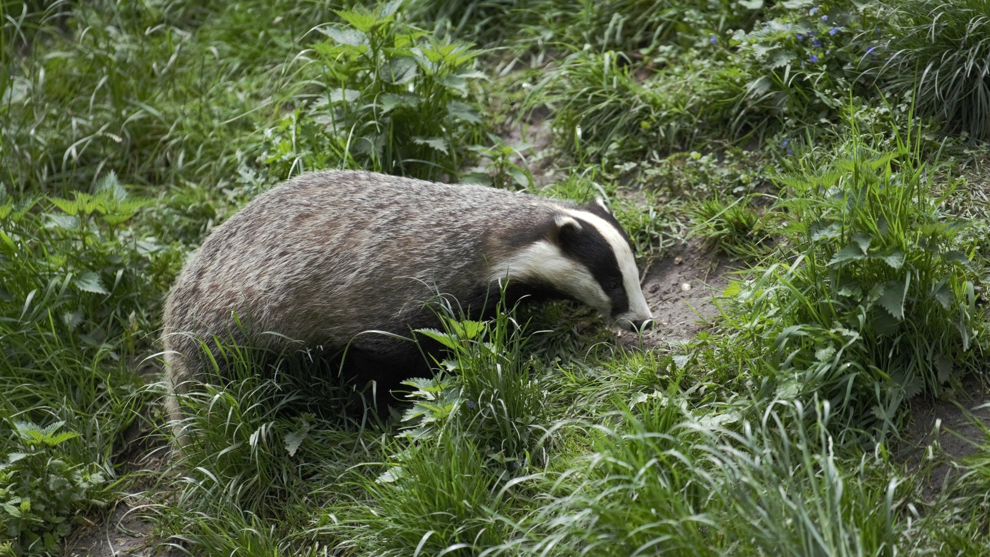How stopping badger culling can help save Wildlife | Hedgy Socks